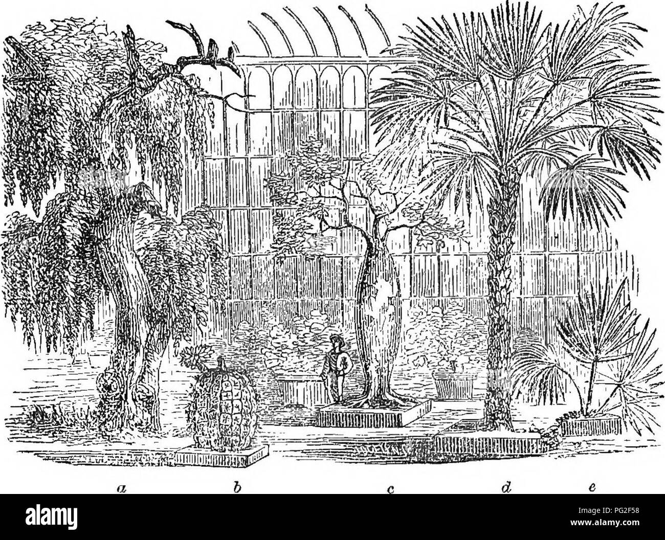 Rounded structure of a tree hi-res stock photography and images - Alamy