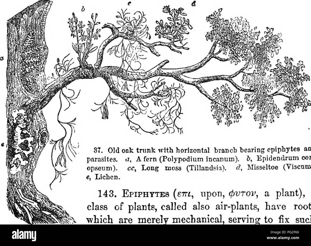This botany textbook offers an in-depth look at plant structure ...