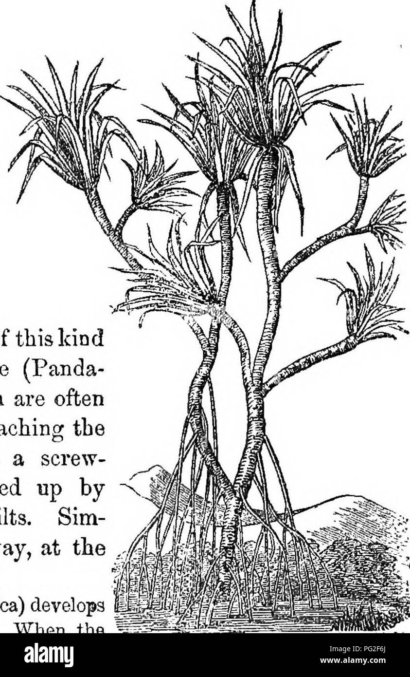 Poison ivy Black and White Stock Photos & Images - Alamy