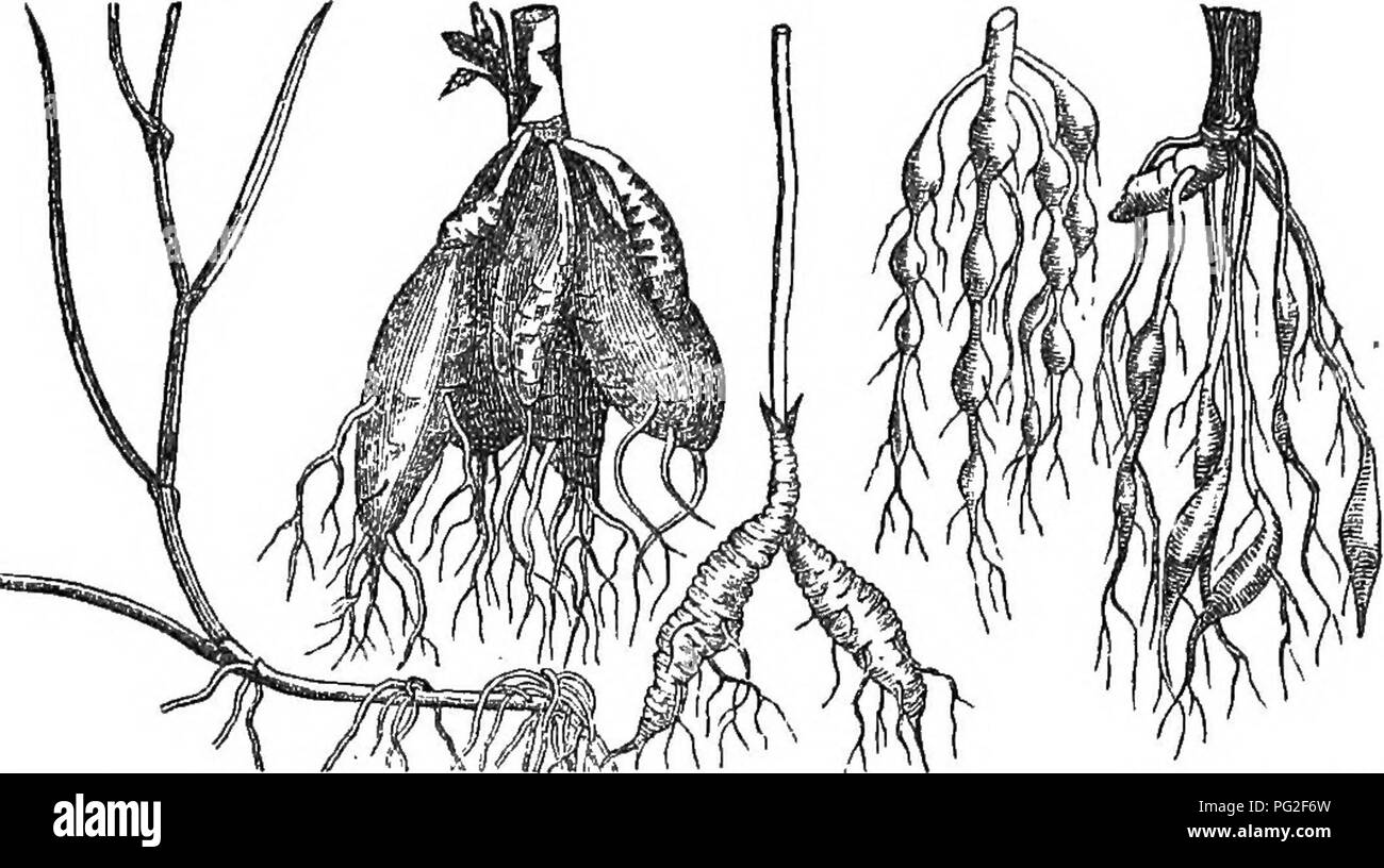 This book provides an outline of plant structure, physiology, and ...