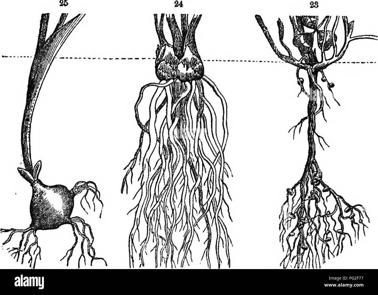 This botanical reference outlines plant structures, physiology, and ...