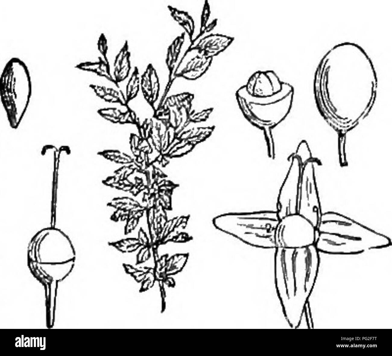 Mucronate Black and White Stock Photos & Images - Alamy