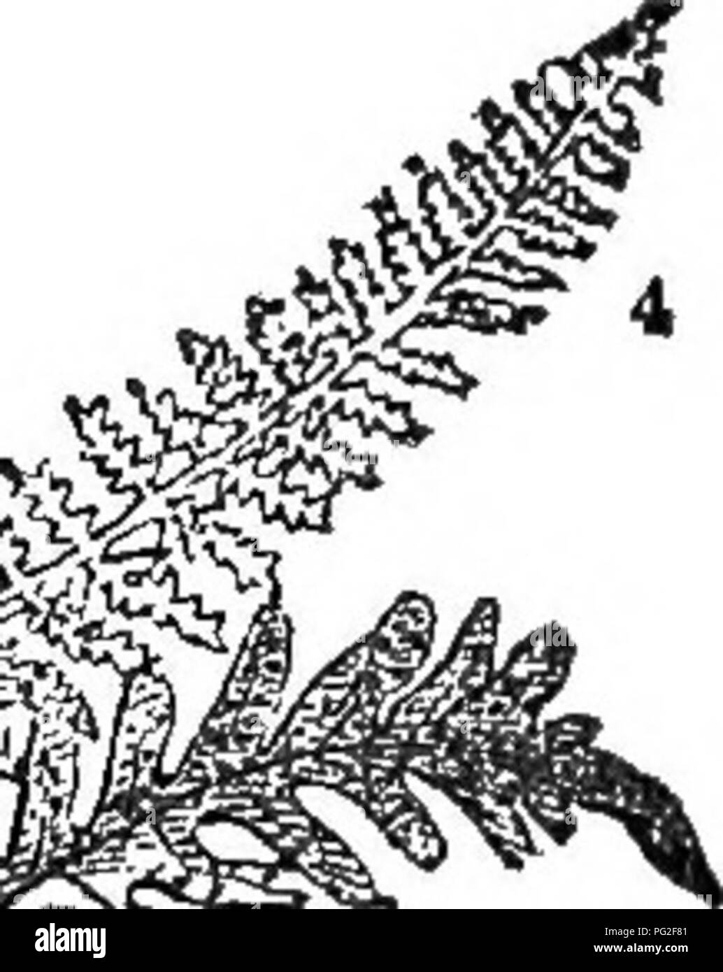 This botany textbook provides an overview of plant structure ...