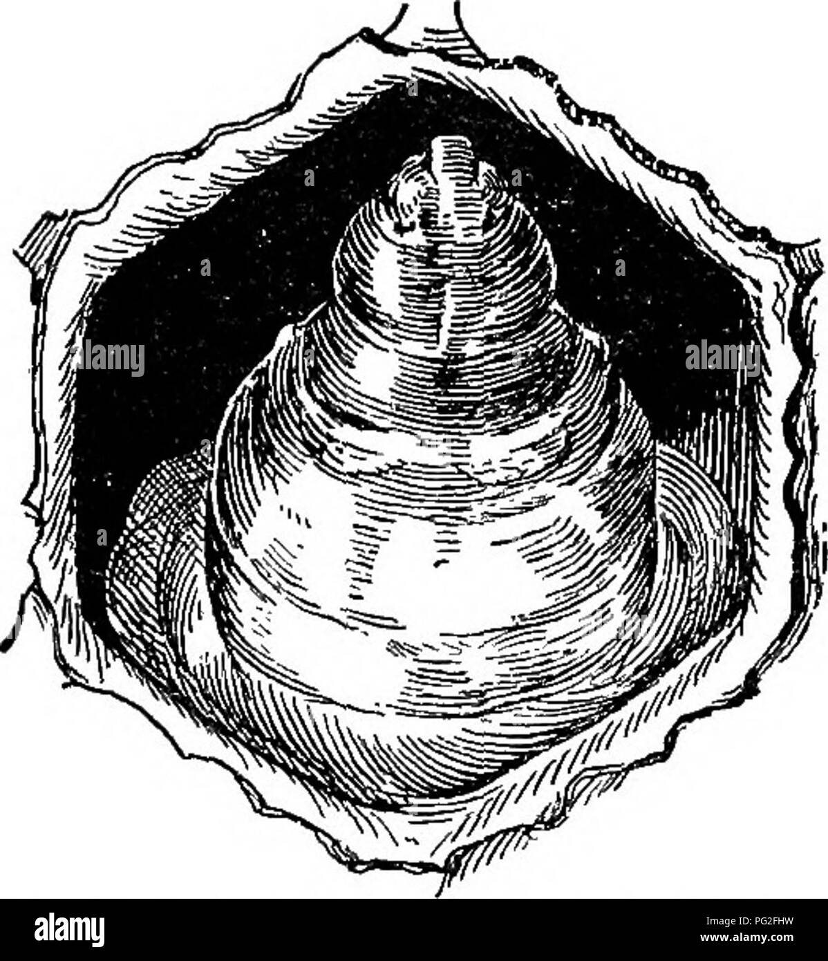 This bulletin discusses the early stages of sacbrood disease in bees ...
