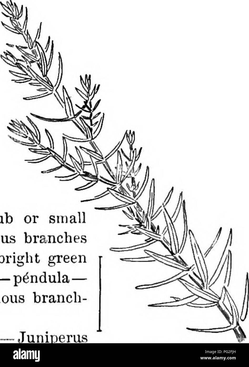 . Ornamental shrubs of the United States (hardy, cultivated). Shrubs ...