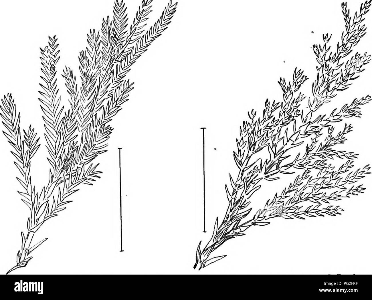 Juniper leaved Black and White Stock Photos & Images - Alamy