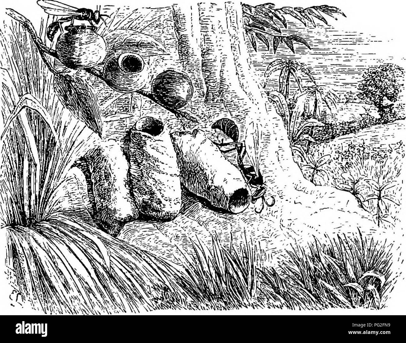 T shaped insects Black and White Stock Photos & Images - Alamy