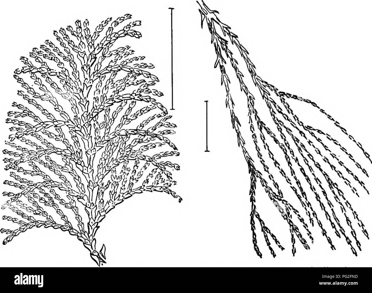 . Ornamental shrubs of the United States (hardy, cultivated). Shrubs ...