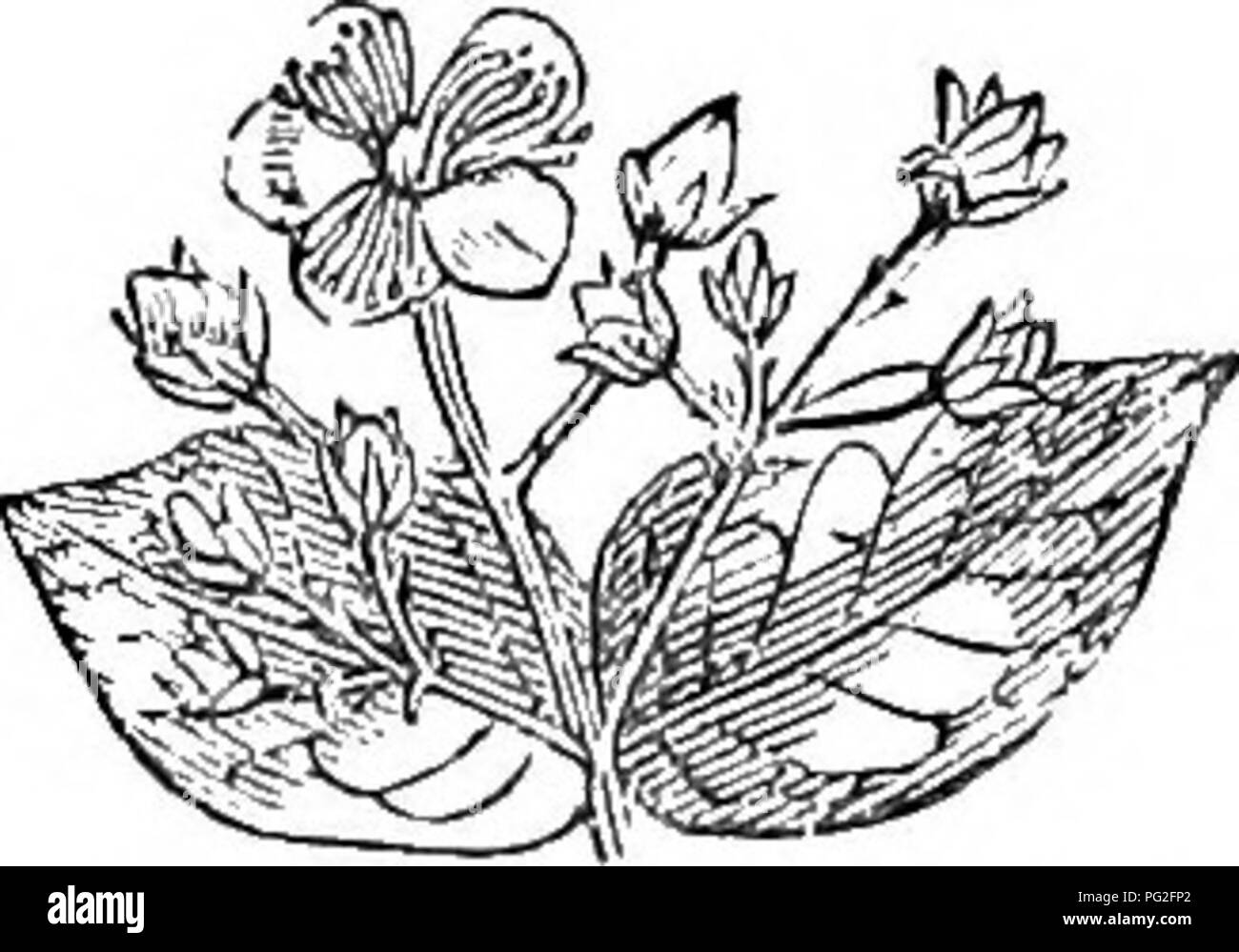 Aner hi-res stock photography and images - Alamy