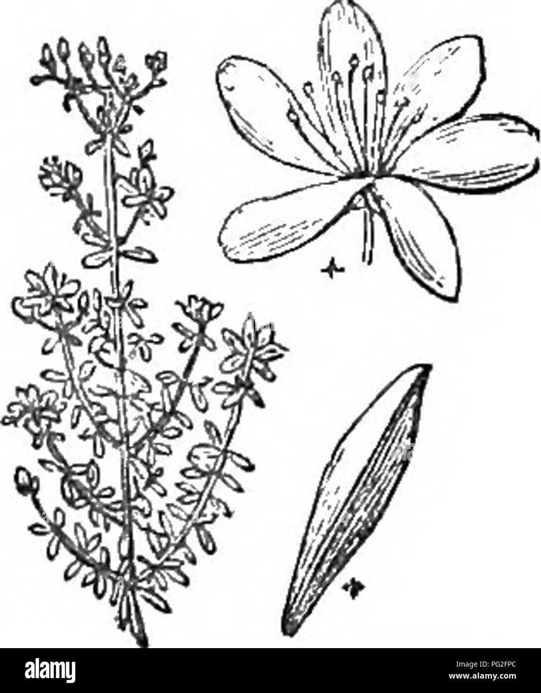 . Trees and shrubs : an abridgment of the Arboretum et fruticetum ...