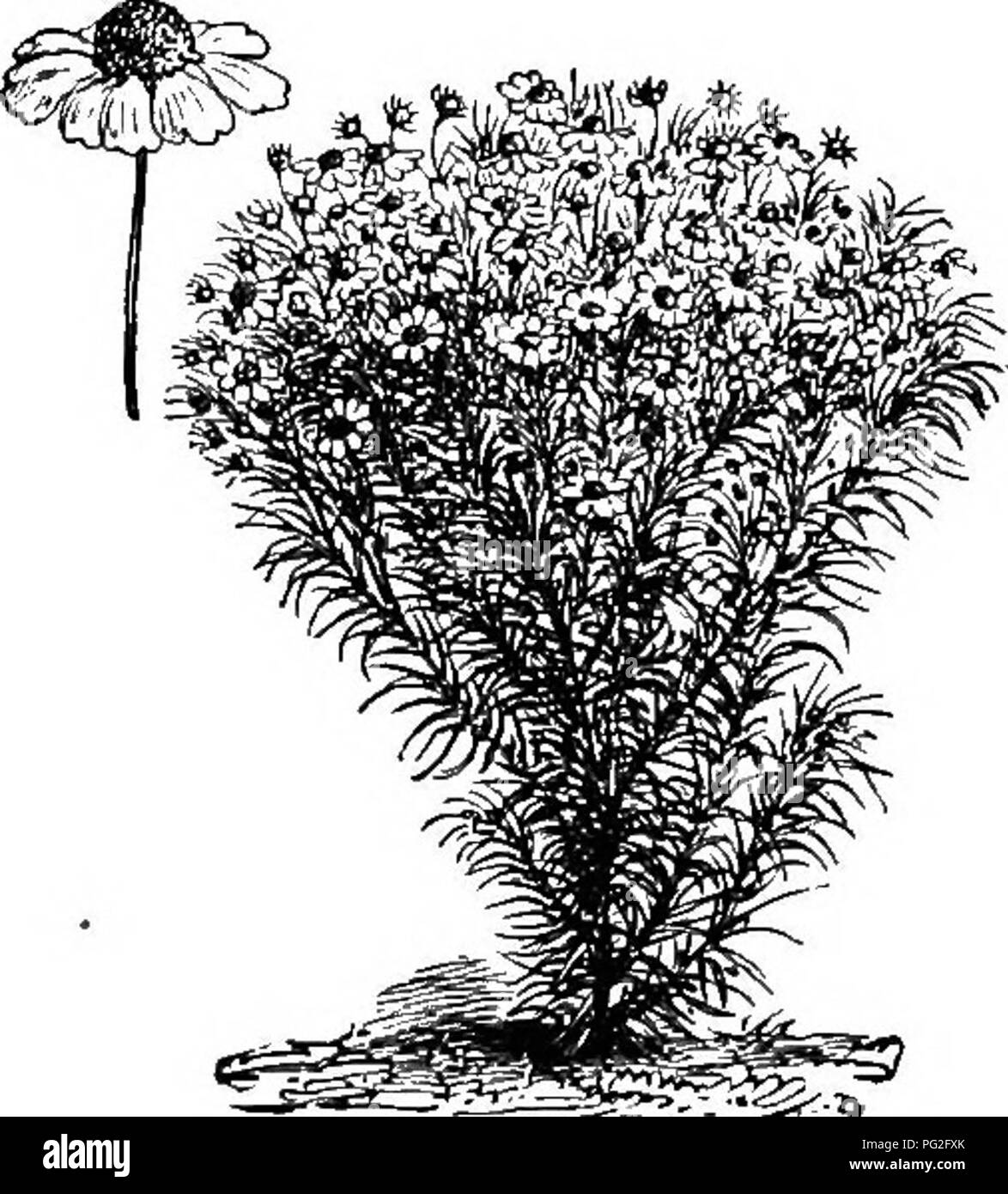This image is from 'Langstroth on the Hive and Honey-Bee,' illustrating ...
