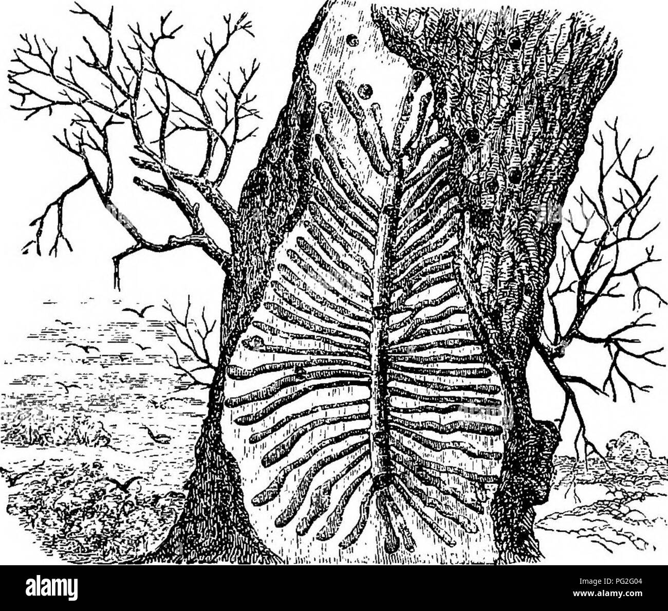 Auger beetles Black and White Stock Photos & Images - Alamy