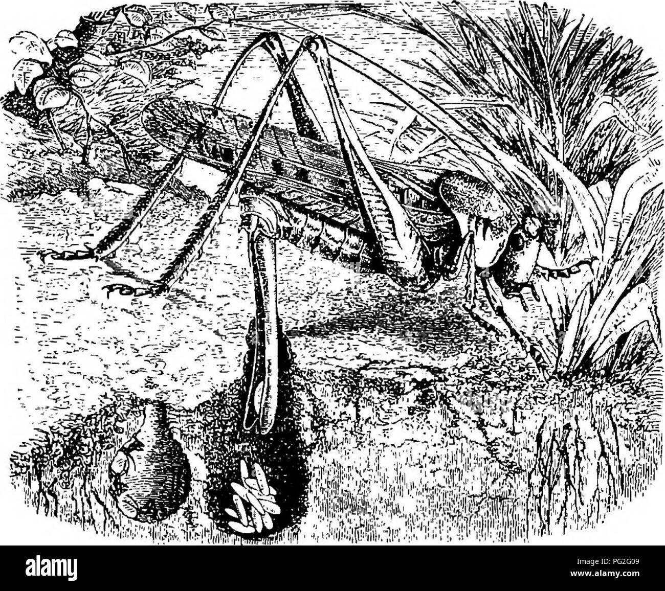 This book describes the various forms of animal habitations, focusing ...