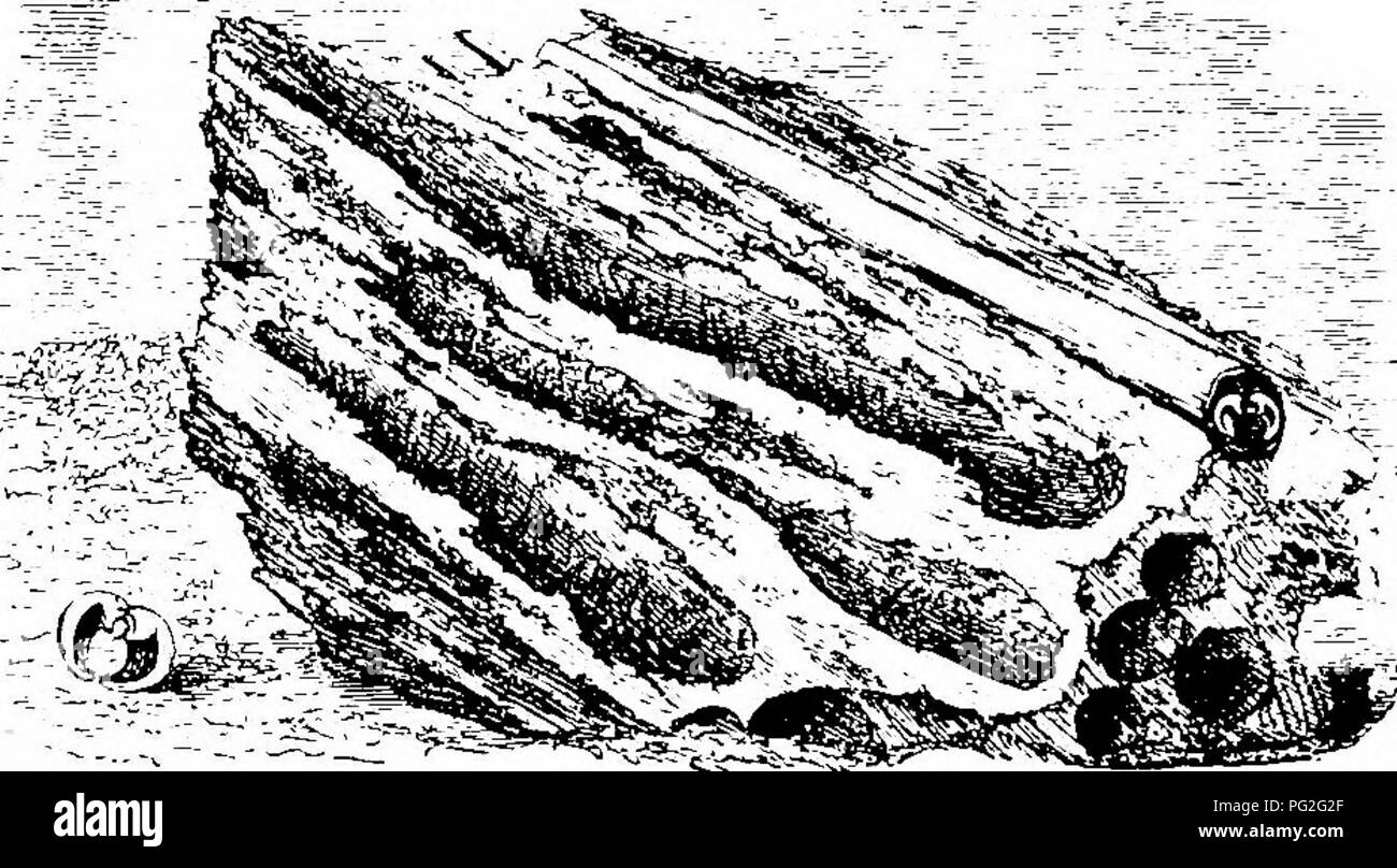 Shipworm hi-res stock photography and images - Alamy