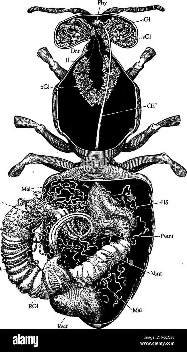 Nosema disease hi-res stock photography and images - Alamy