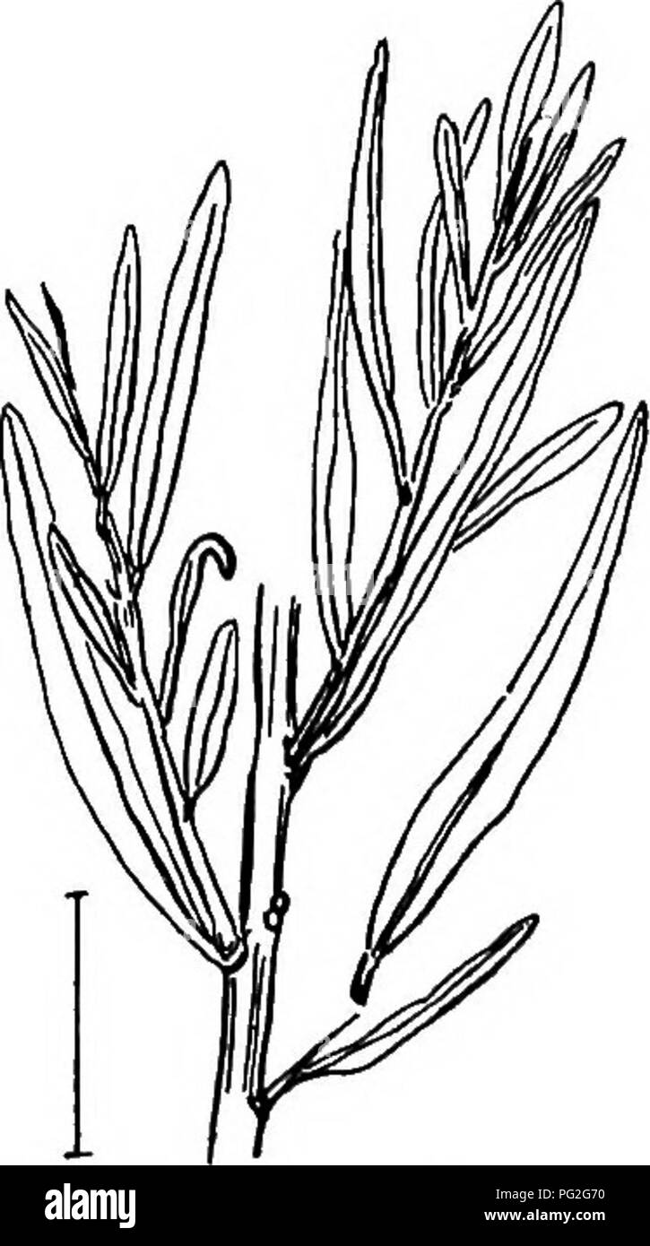 This work focuses on ornamental shrubs that are hardy in the United ...