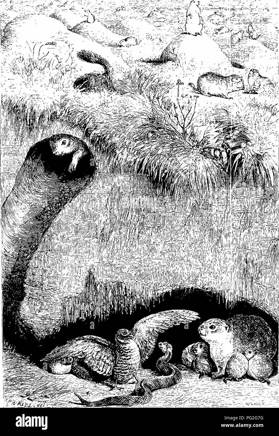 This work describes the various ways animals construct their habitats ...