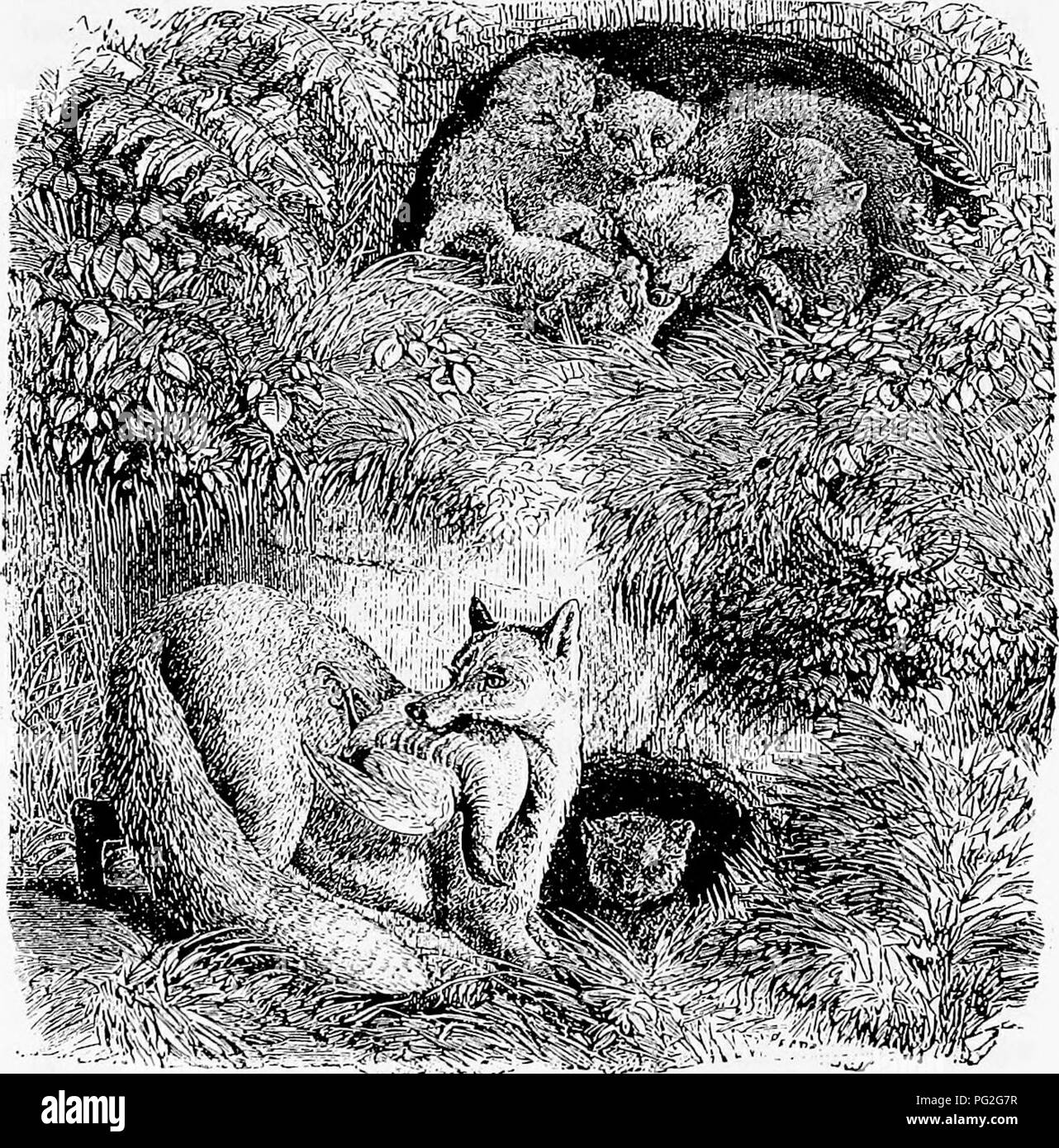 This book examines the unique structures of animal homes, focusing on ...