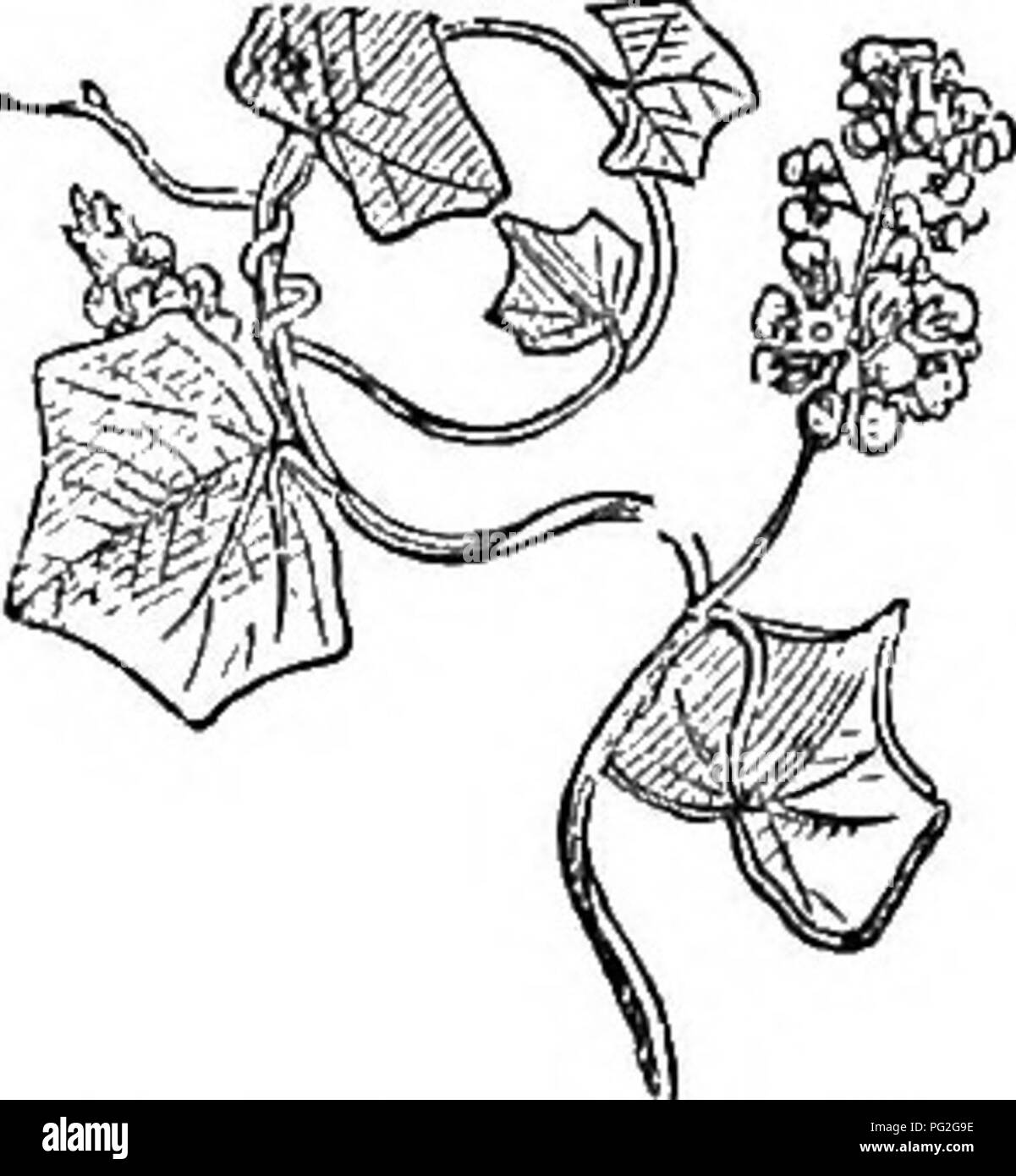 Peltate leaves hi-res stock photography and images - Alamy