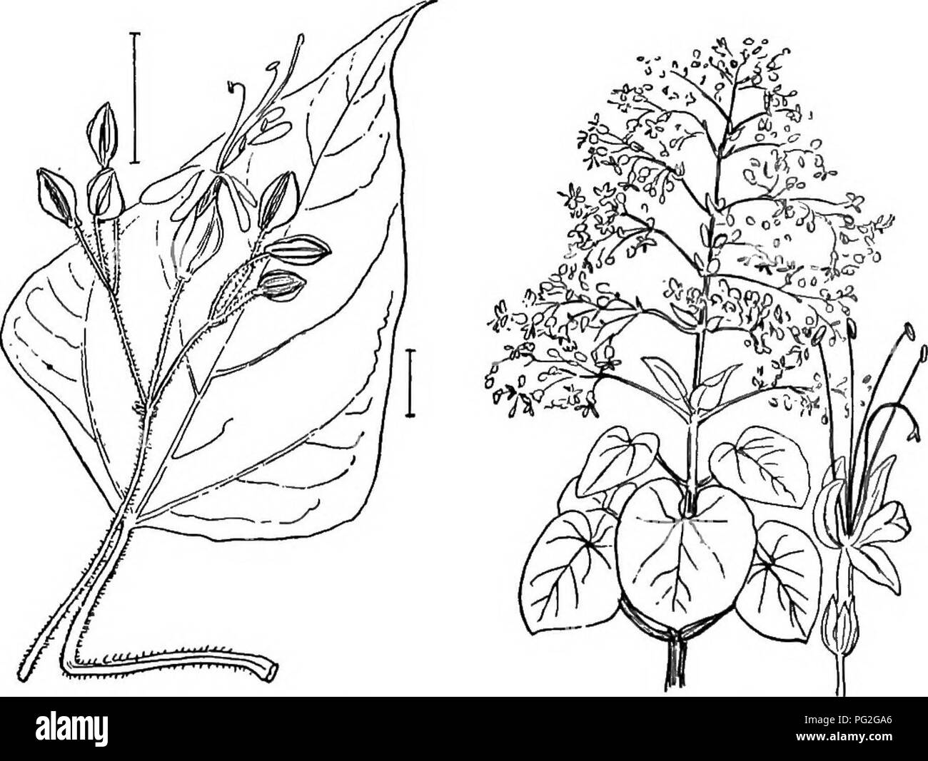Blade like structure hi-res stock photography and images - Alamy