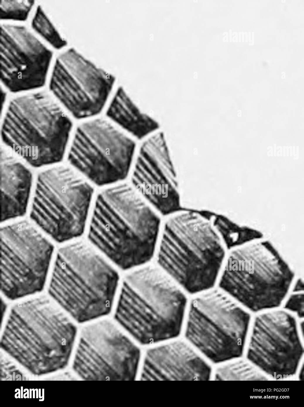 Open brood cells Black and White Stock Photos & Images - Alamy