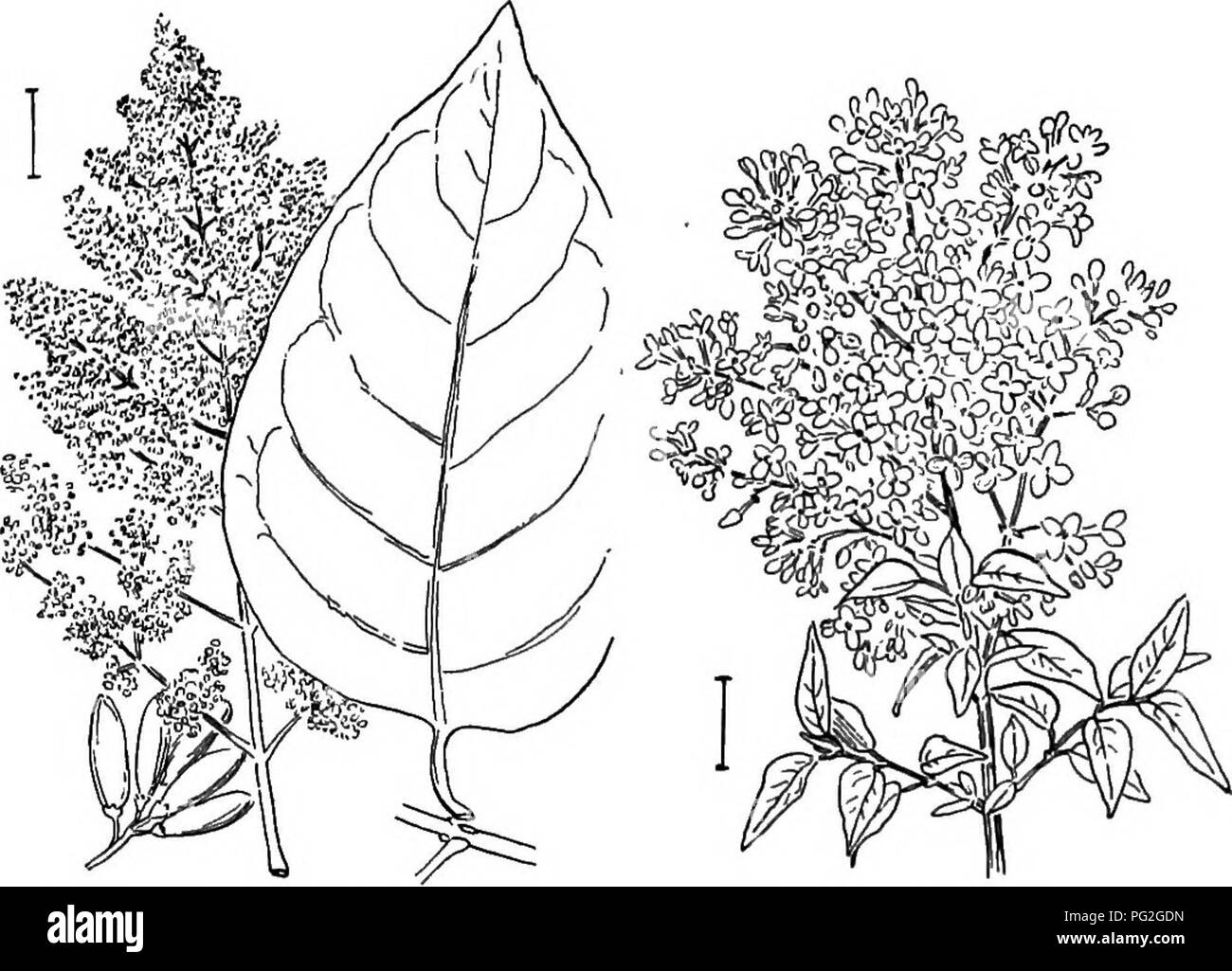 Violet capsules Black and White Stock Photos & Images - Alamy