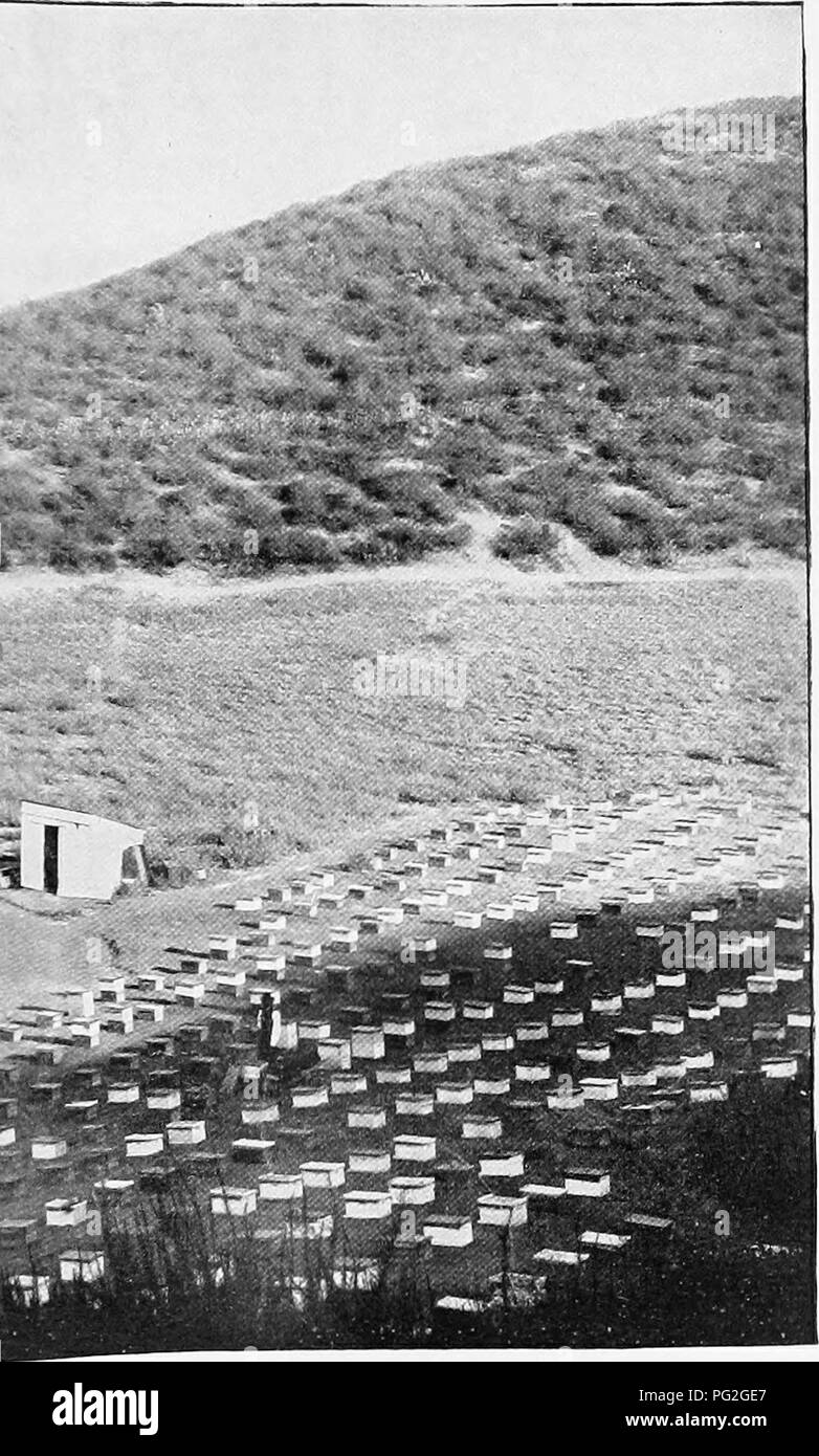 . Langstroth on the hive and honey-bee. Bees. Plate 17,. FORNIA ...