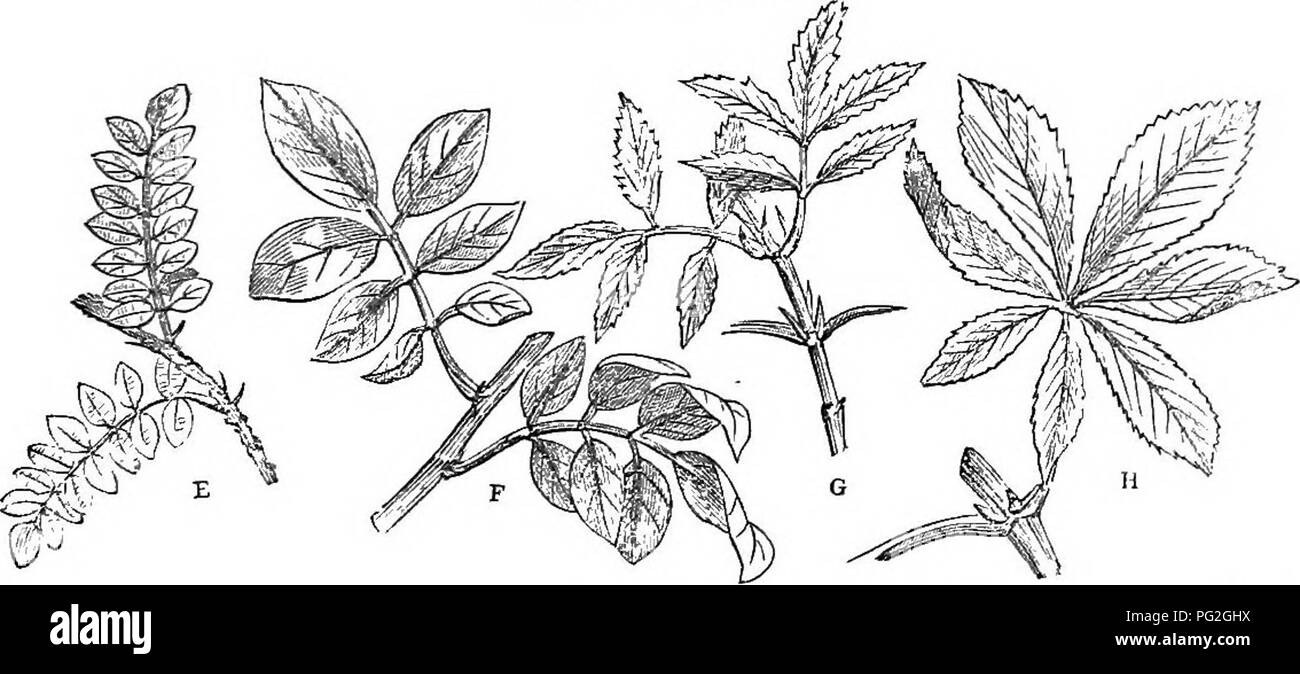 Exstipulate hi-res stock photography and images - Alamy