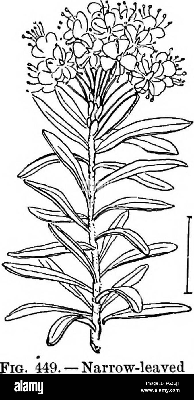 This description of the Labrador Tea plant from *Ornamental Shrubs of ...