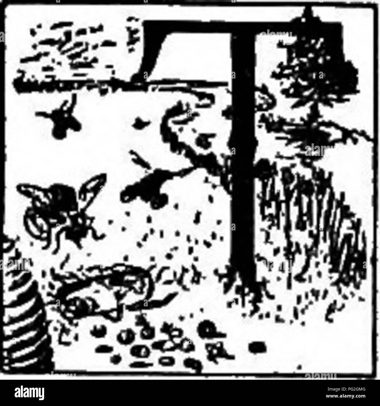 Observation hive hi-res stock photography and images - Alamy