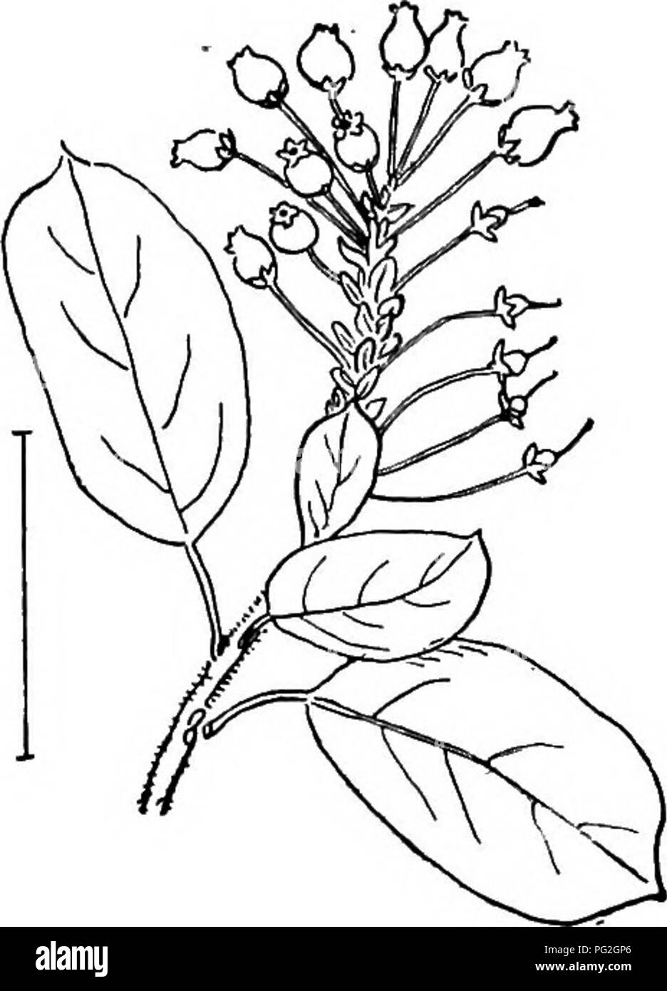 This guide covers the identification and cultivation of ornamental ...