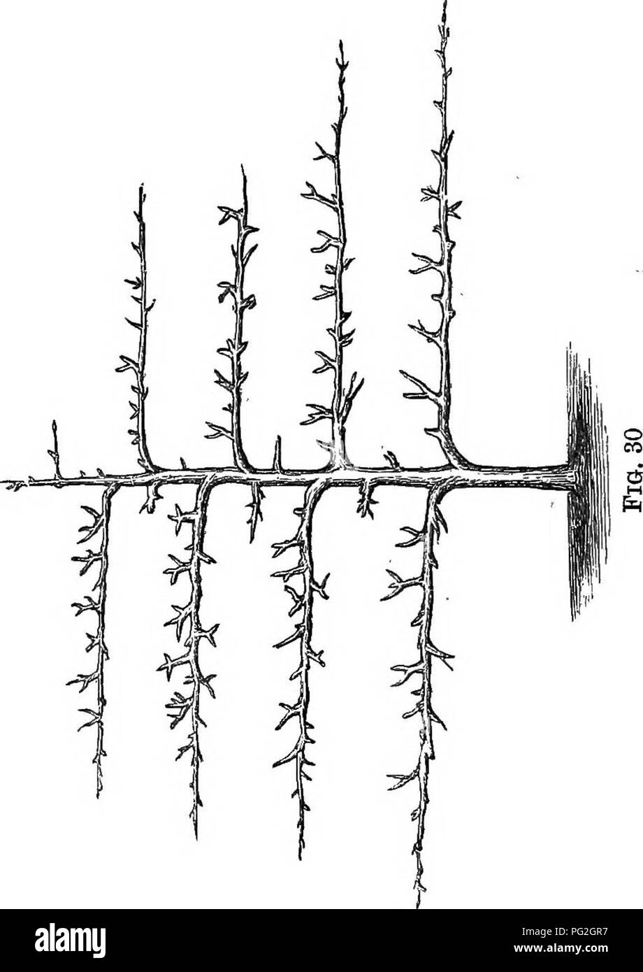 This guide provides techniques for cultivating small-scale fruit ...