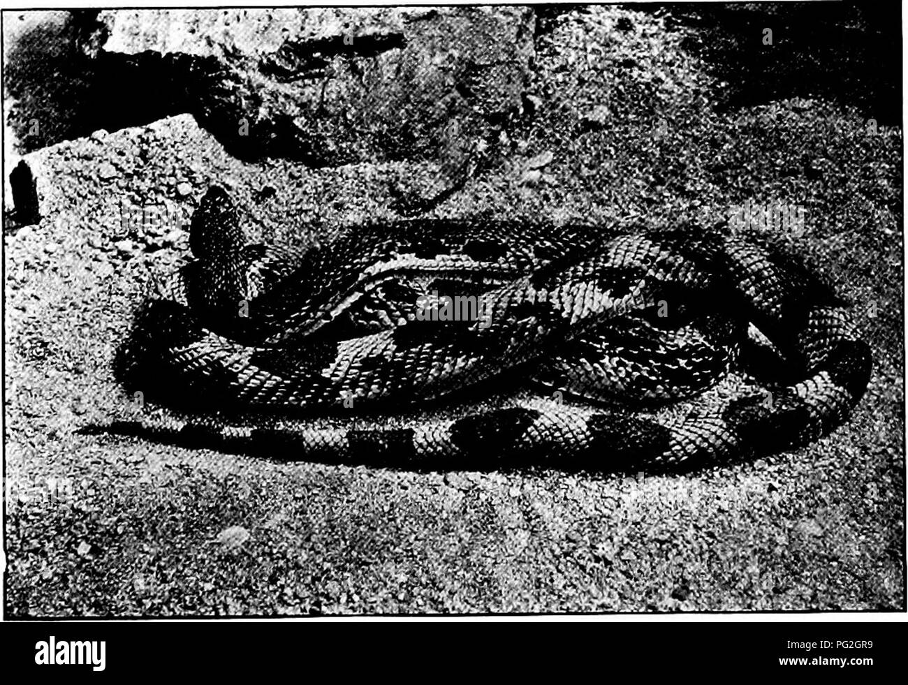 . The pet book. Pets. From Country Life in America A PAIR OF GARTERS ...