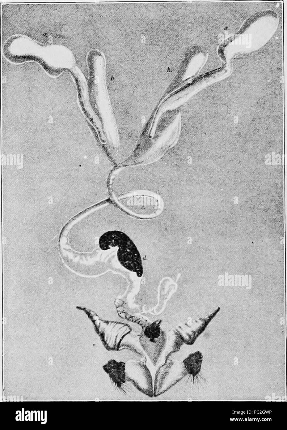 This excerpt from 'Langstroth on the Hive and Honey-Bee' discusses the ...