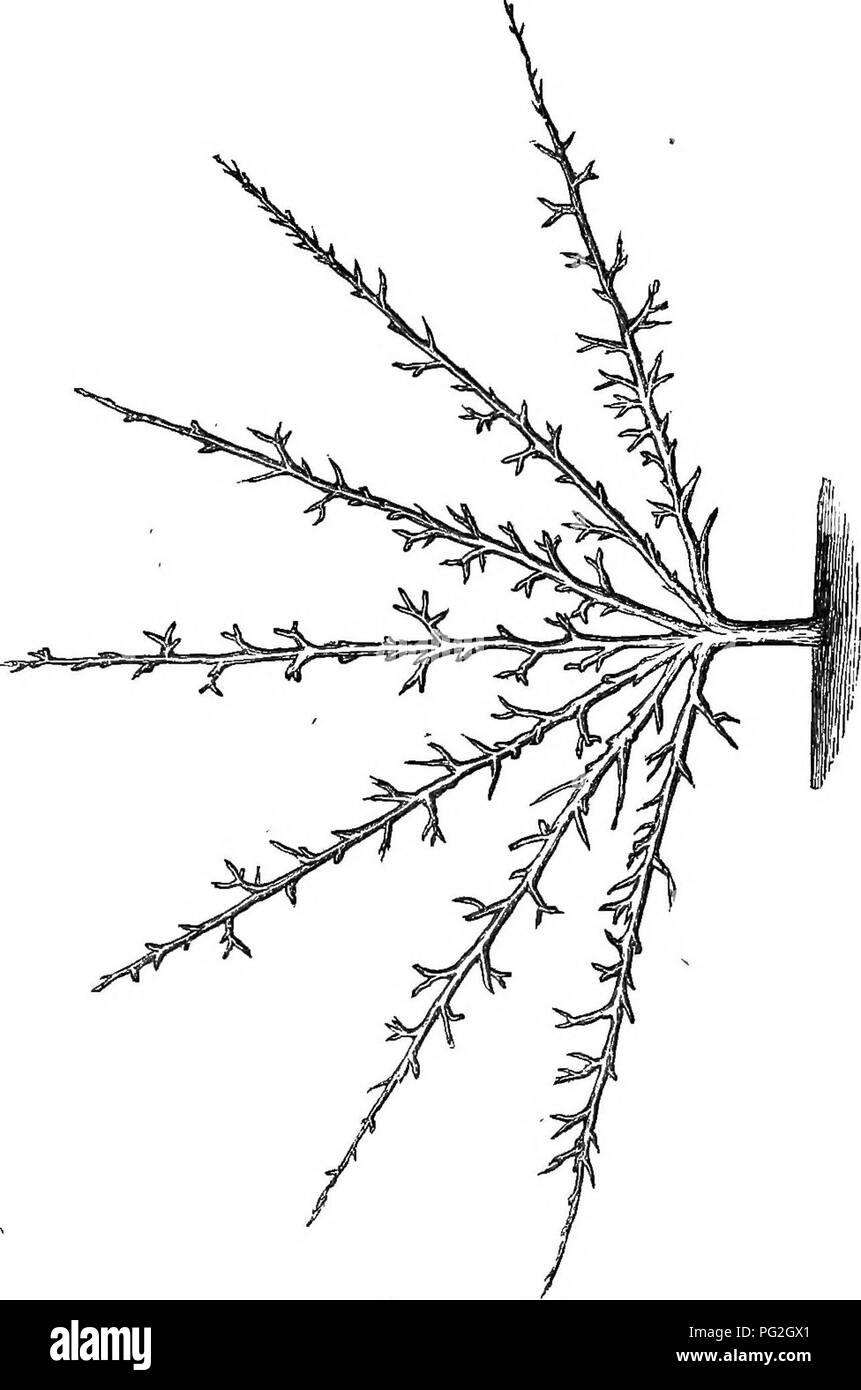 A guide to the cultivation of pyramidal and bush fruit trees, offering ...