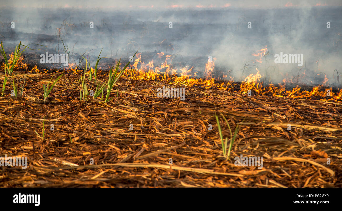 Sugar cane Fire plantation Stock Photo - Alamy
