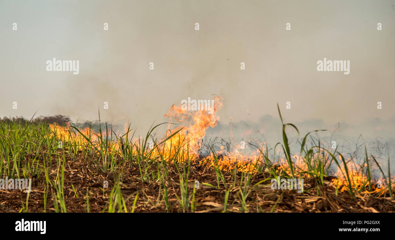 Sugar cane Fire plantation Stock Photo - Alamy