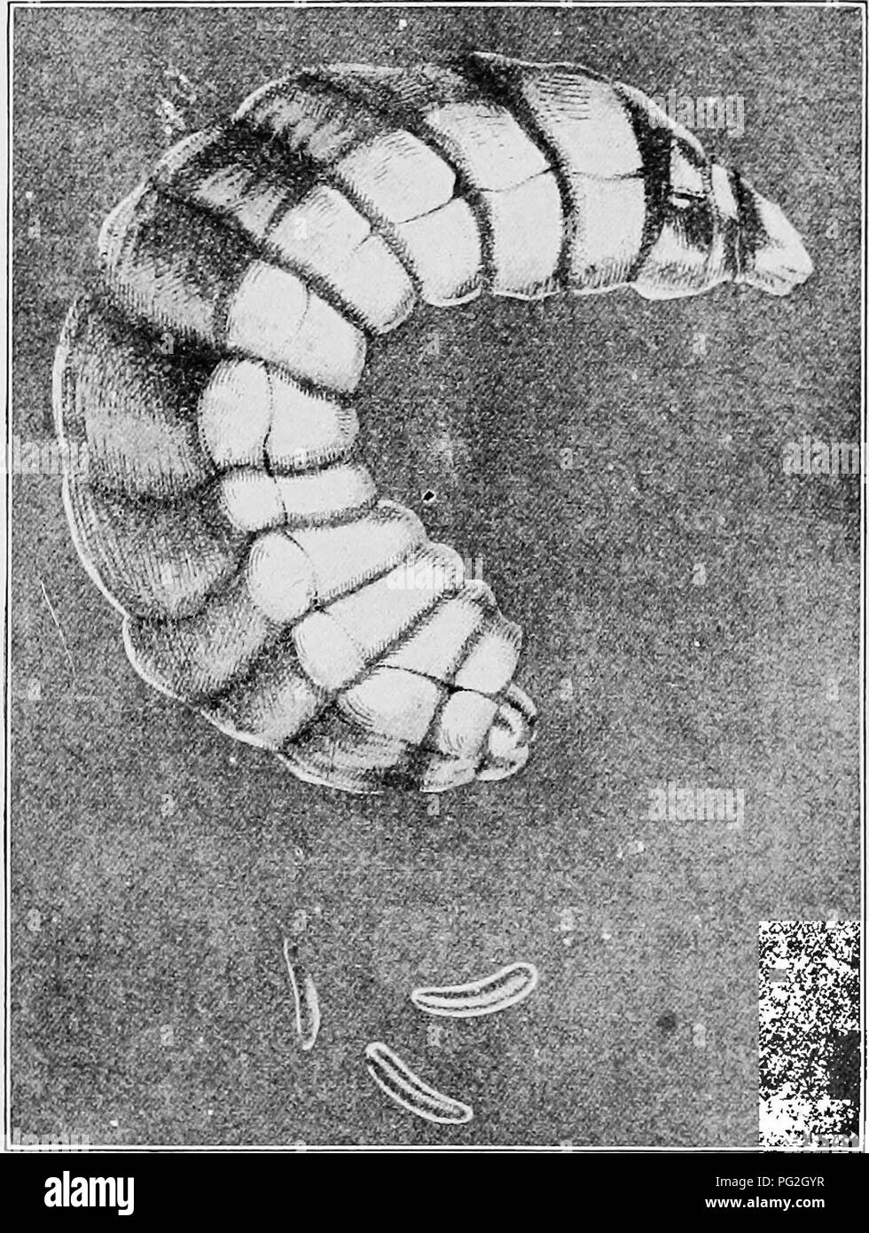 Semi cell Black and White Stock Photos & Images - Alamy