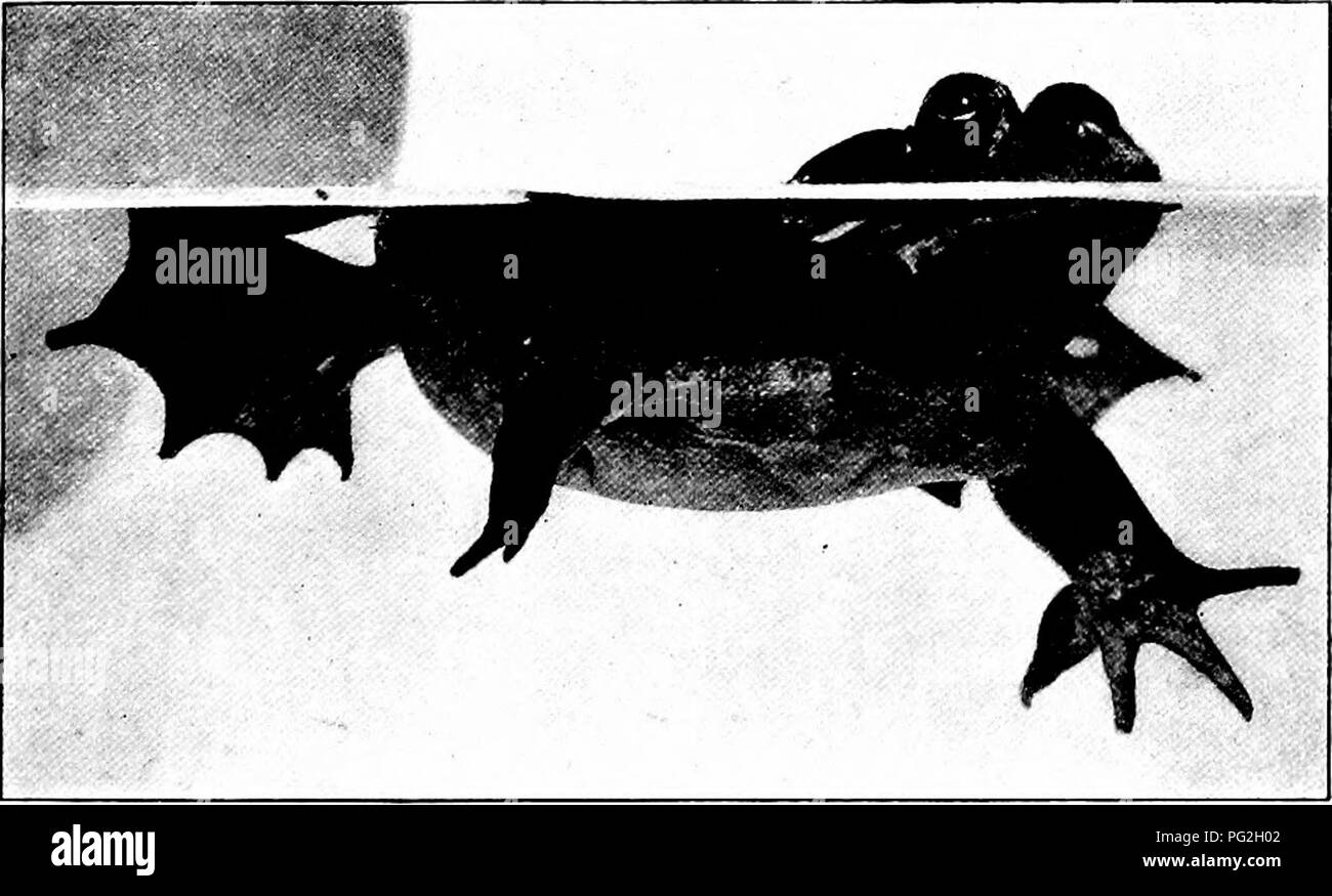 Amphibian life cycle Black and White Stock Photos & Images - Alamy