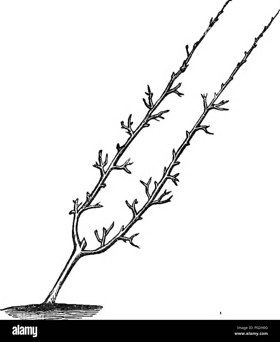 This work provides guidance on the culture of pyramidal and bush fruit ...