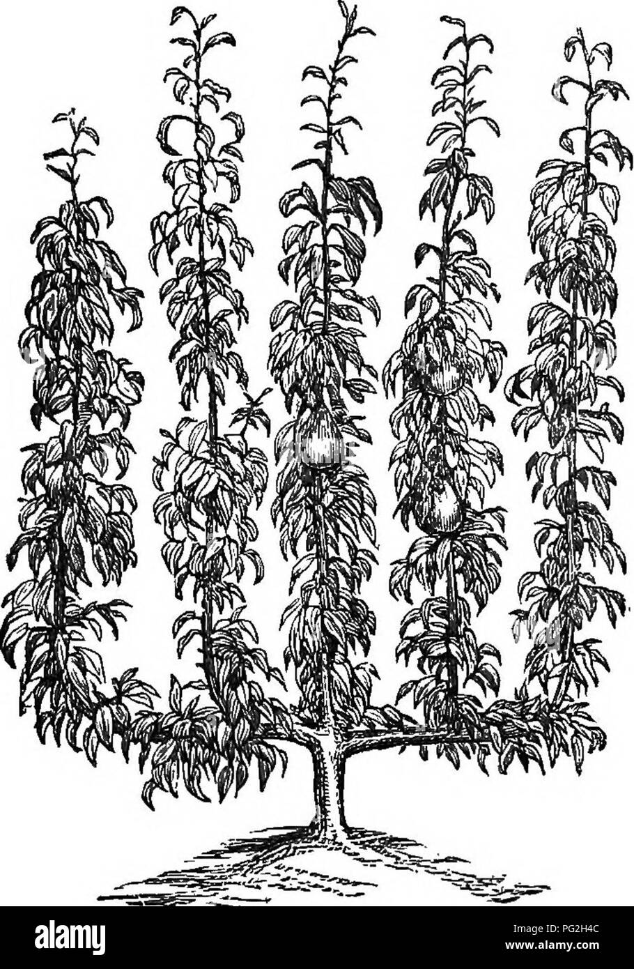 This work explores the cultivation of pyramidal and bush fruit trees ...