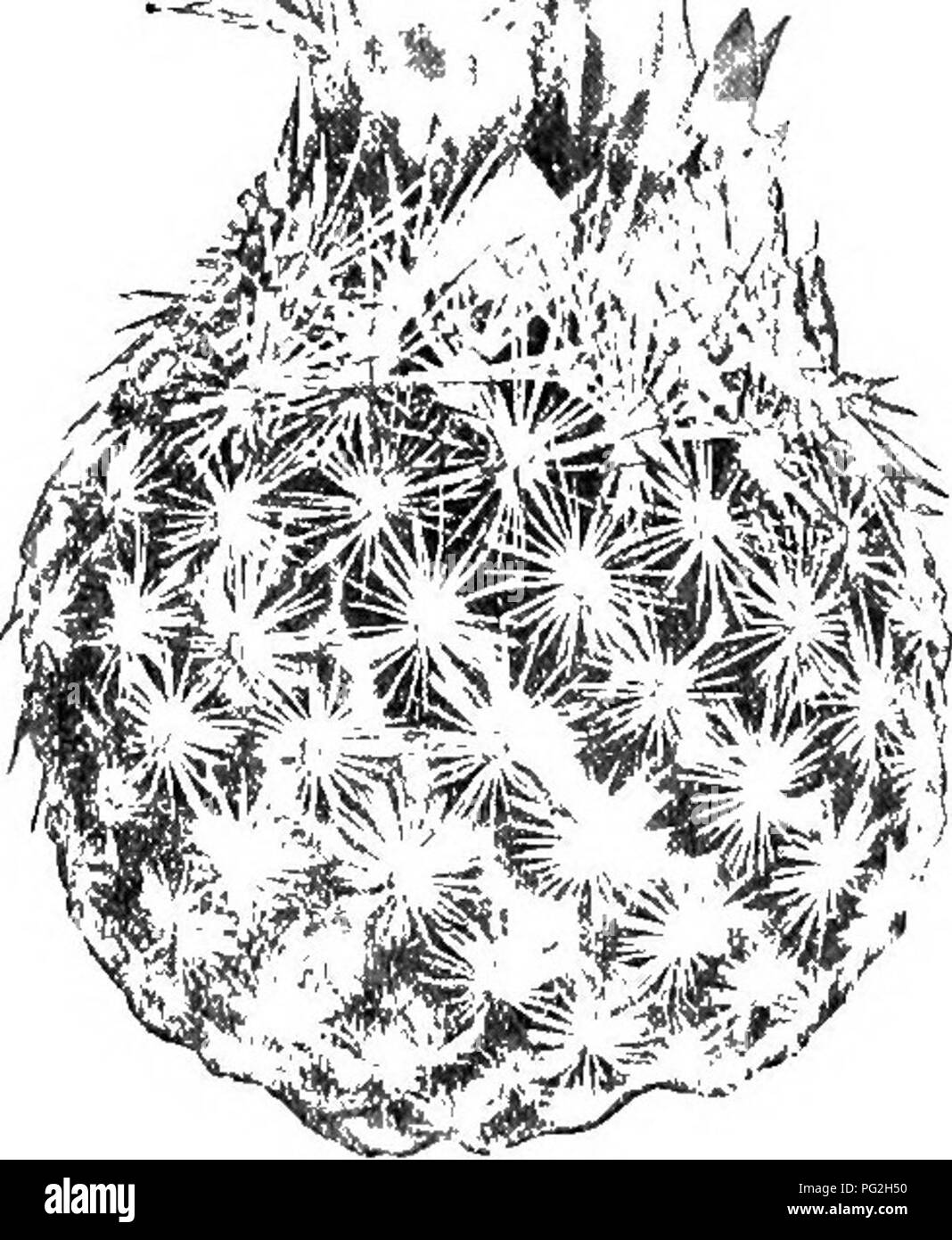 Pear trees without leaves Black and White Stock Photos & Images - Alamy