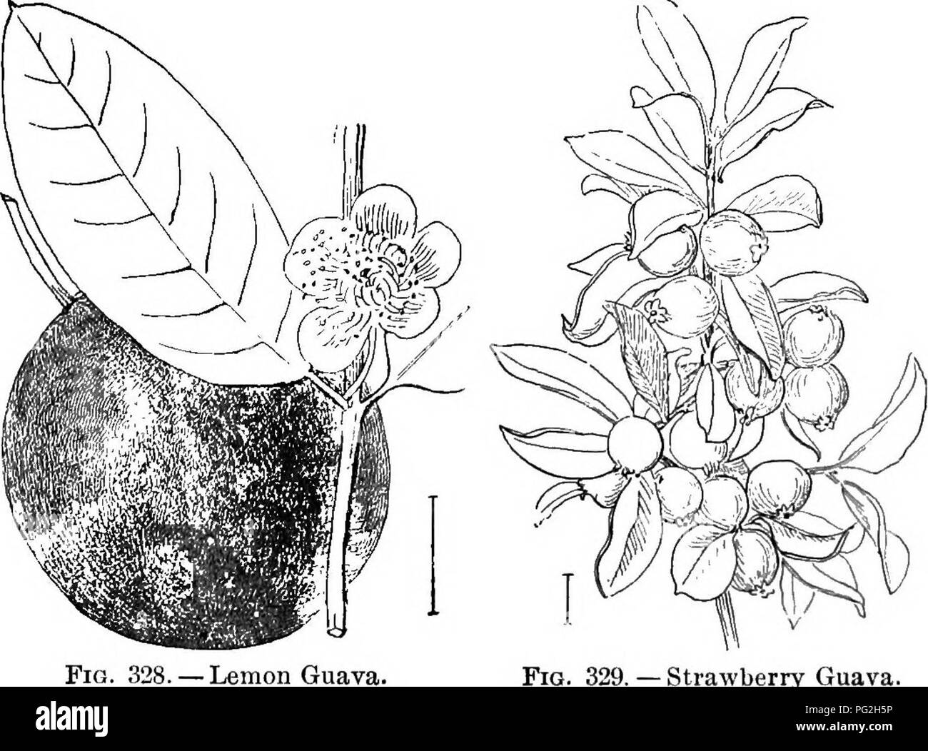Guava Flower Drawing