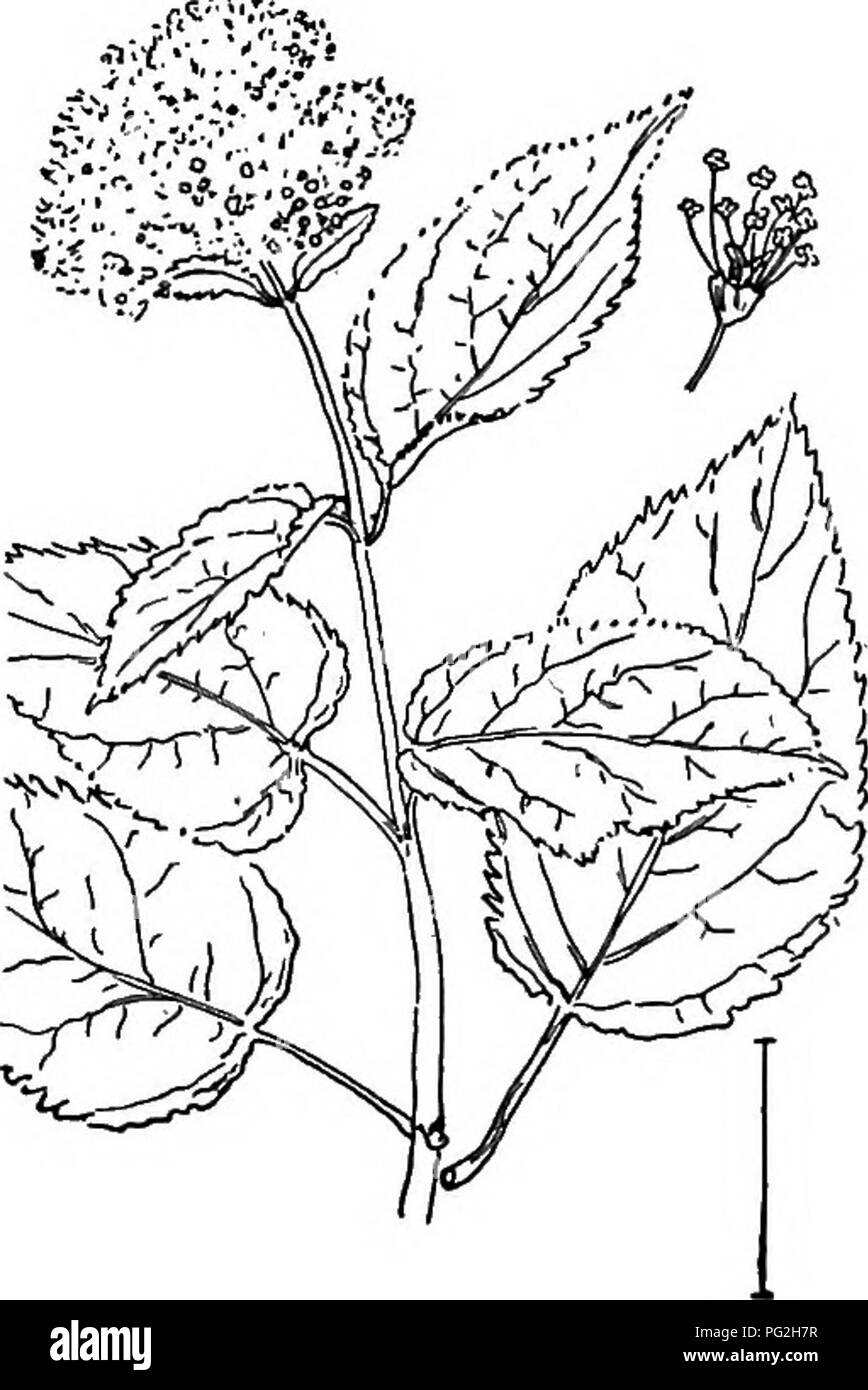 This work details ornamental shrubs of the United States, focusing on ...