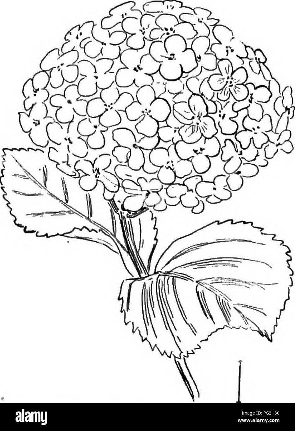 . Ornamental shrubs of the United States (hardy, cultivated). Shrubs ...