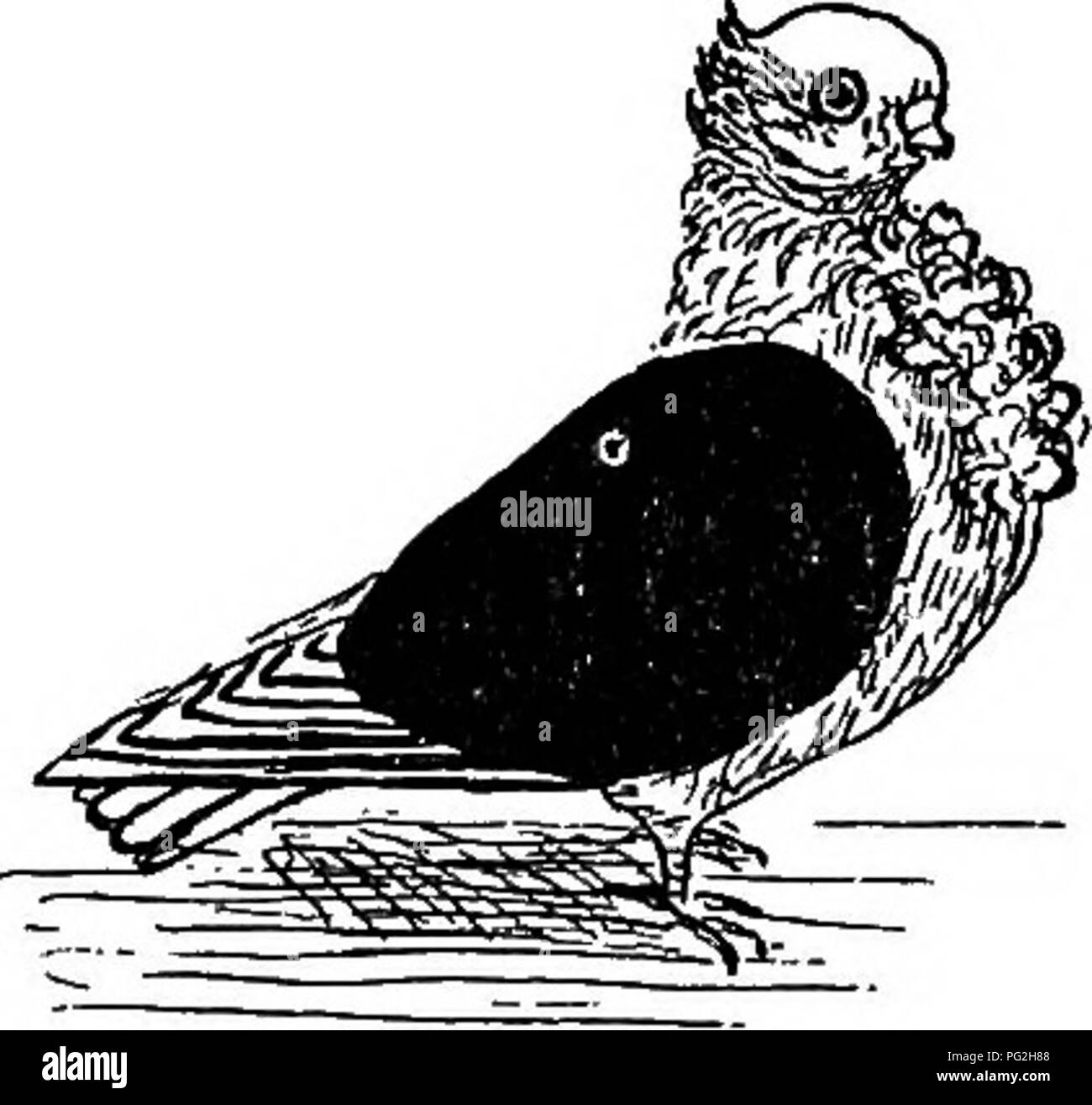 This book describes the Jacobin pigeon, noted for its distinctive ...