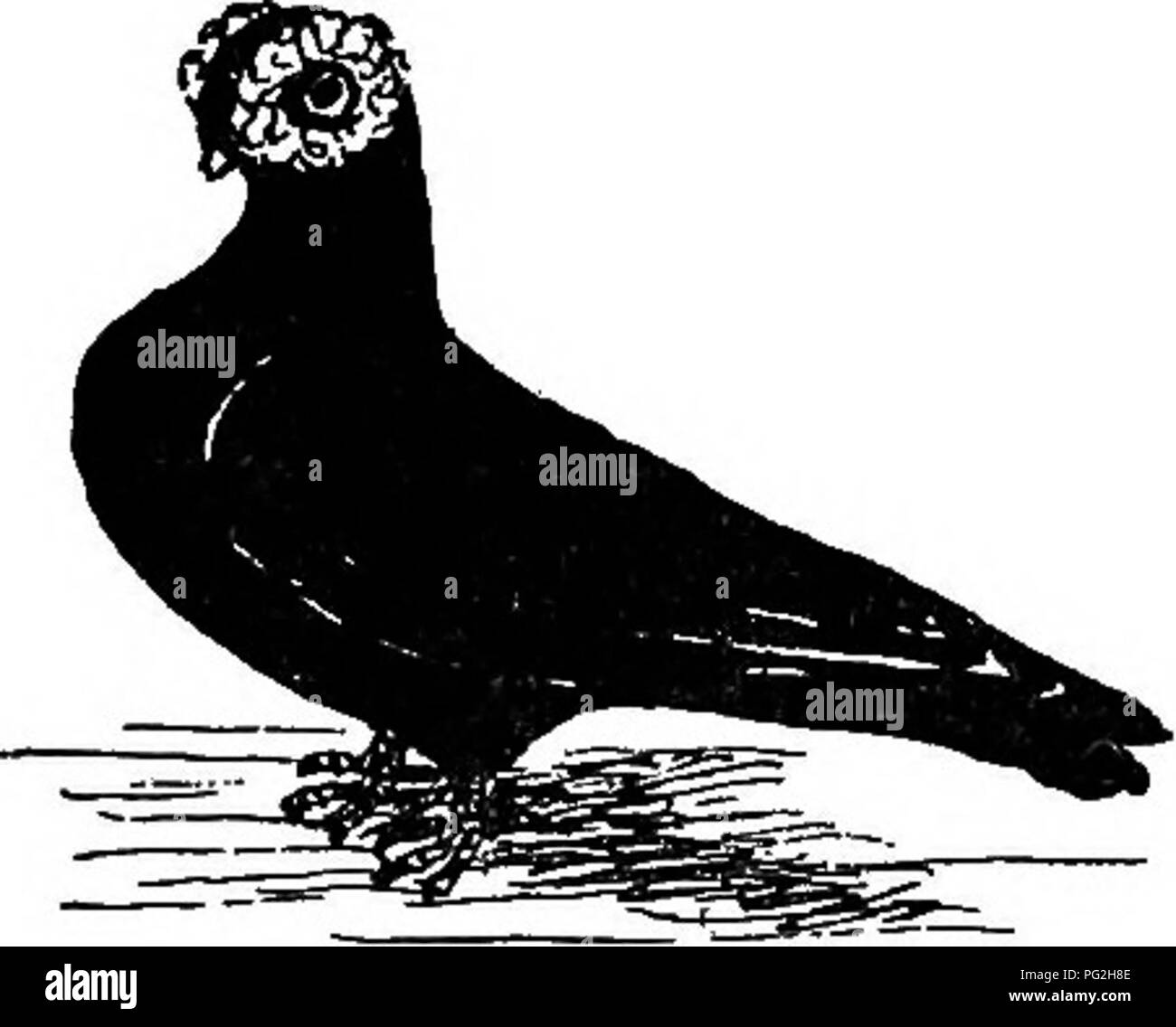 This guide provides information on the Fantail pigeon, known for its ...