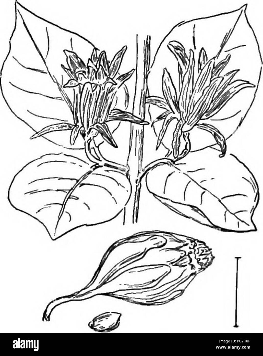This guide by Austin C. Apgar focuses on ornamental shrubs cultivated ...