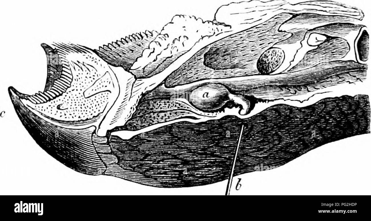 . On the anatomy of vertebrates. Vertebrates; Anatomy, Comparative ...