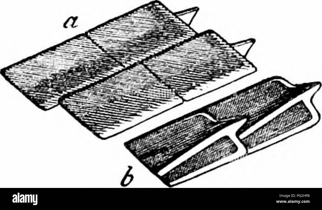 Cycloid scales hi-res stock photography and images - Alamy